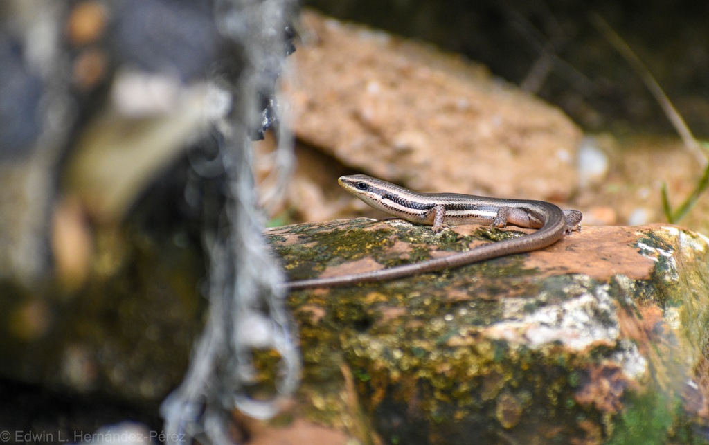 Mayan Skink from 24336 El Naranjo, Camp., México on September 15, 2020 ...