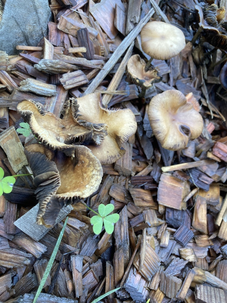 Wavy Cap in January 2024 by diskraft · iNaturalist