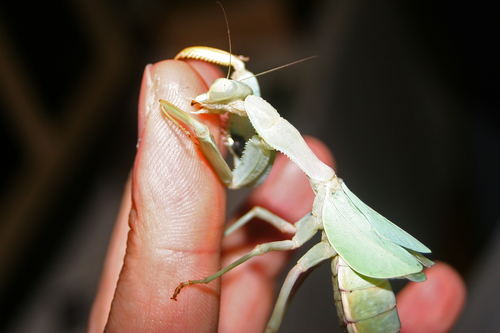 Wide-armed Mantis (Subspecies Cilnia humeralis humeralis) · iNaturalist