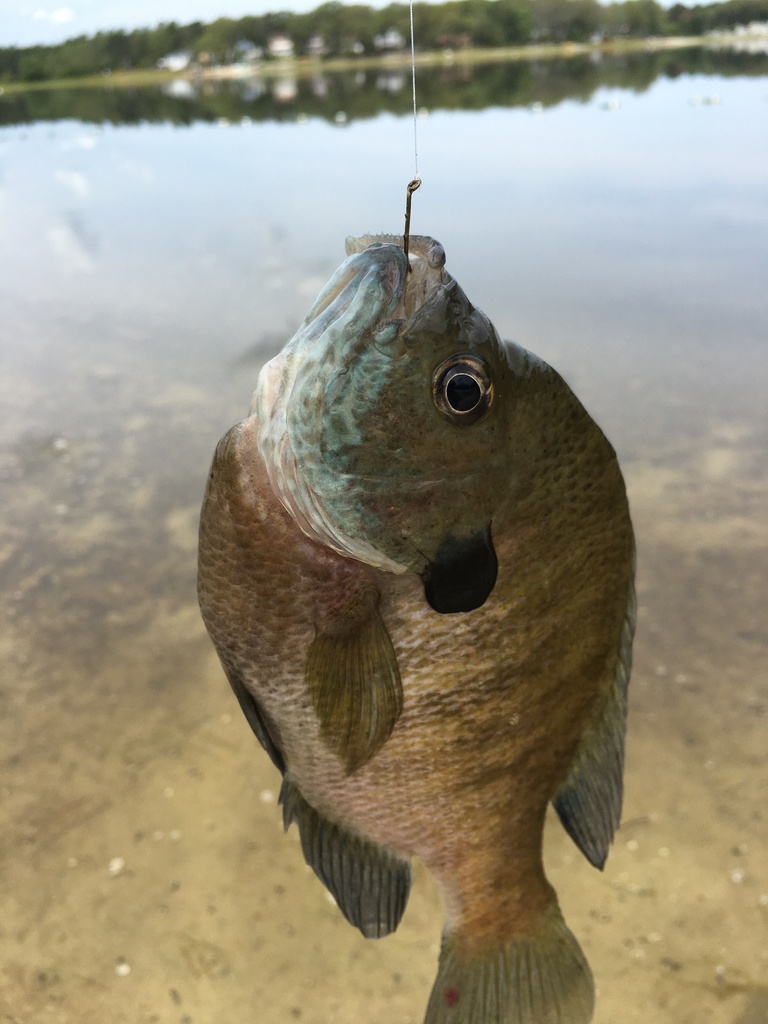 Bluegill from Lake Panamoka, Ridge, NY, US on August 14, 2017 at 11:38 ...