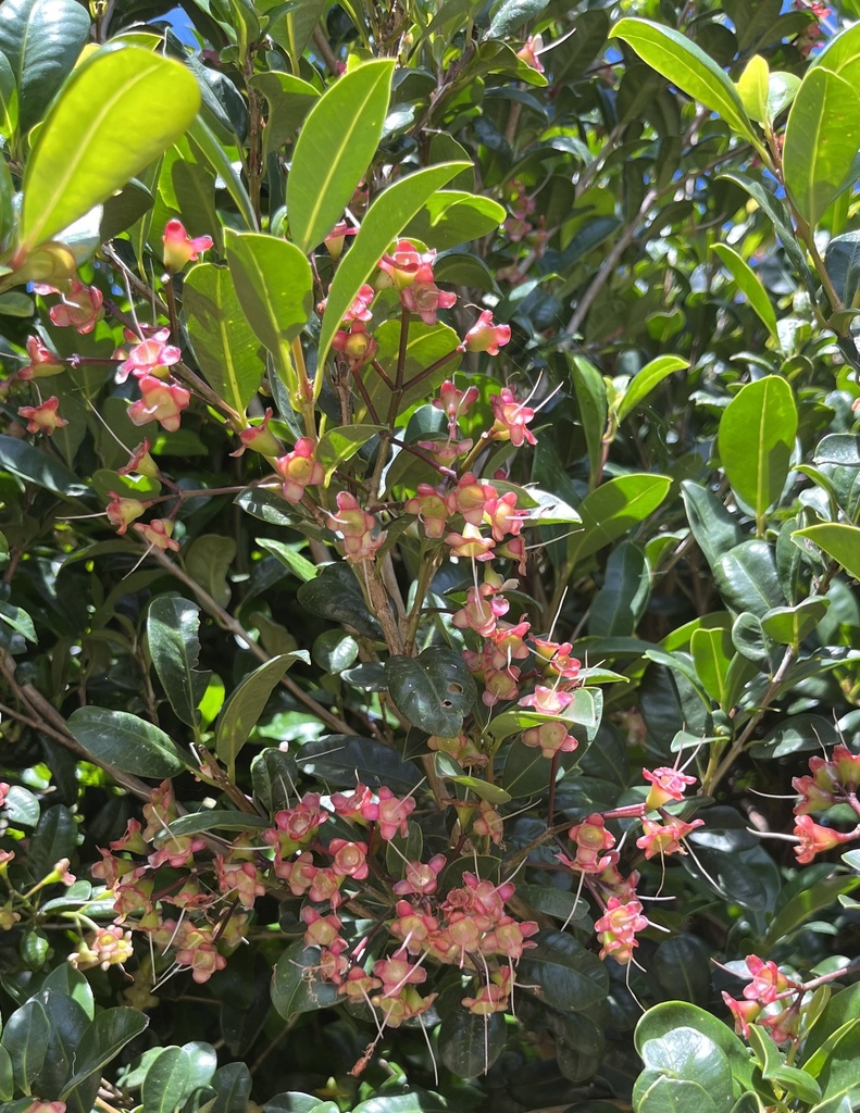 scrub cherry from Swellendam Rural, Barrydale/Swellendam, WC, ZA on ...