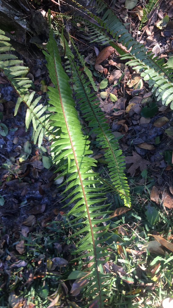 Fishbone Fern from Longwood on January 4, 2024 at 12:41 PM by ...