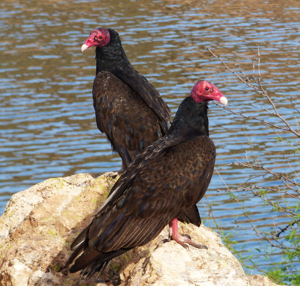 Turkey Vulture from Maricopa County, AZ, USA on April 09, 2019 at 08:15 ...