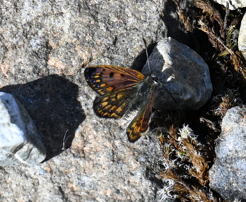 Canterbury Alpine Boulder Copper from Selwyn District, Canterbury, New ...