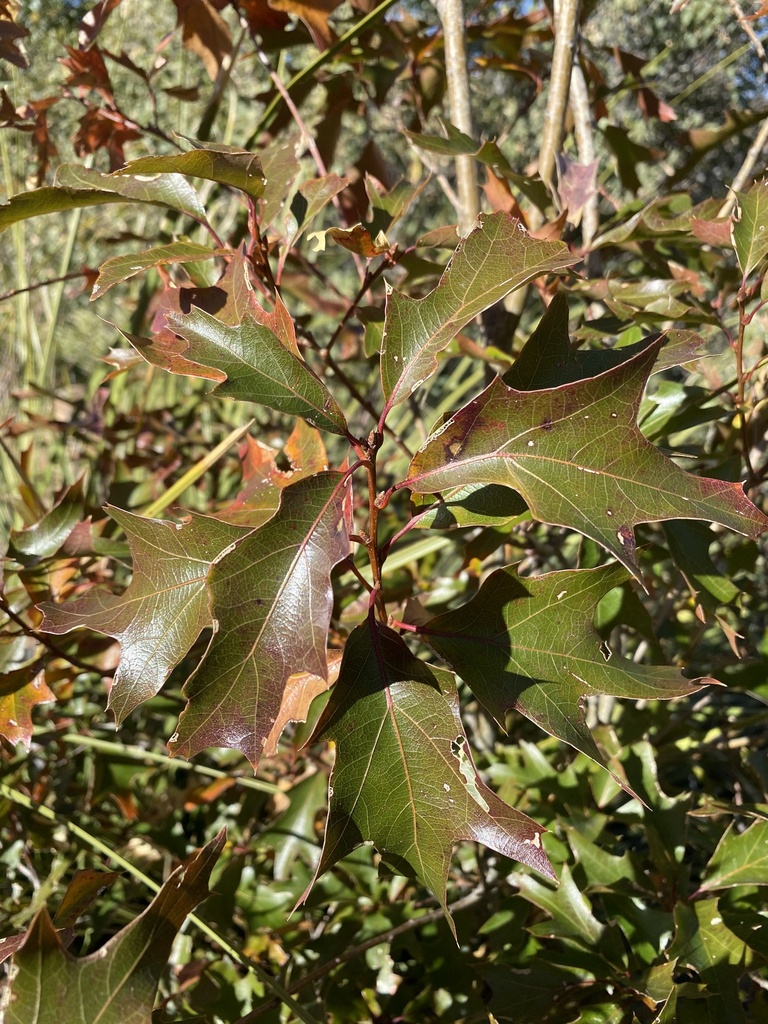 Chisos Red Oak from Big Bend National Park, Alpine, TX, US on January 4 ...