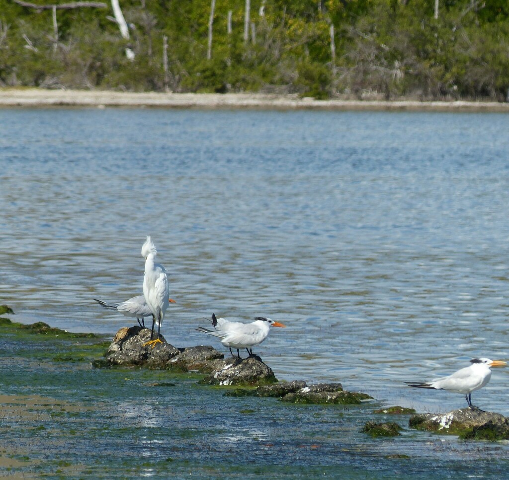 Royal Tern from Collectivity of Saint Martin, St Martin on December 28 ...