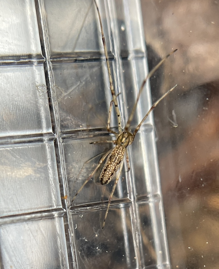 Elongate Stilt Spider from South Knoxville, Knoxville, TN, US on ...