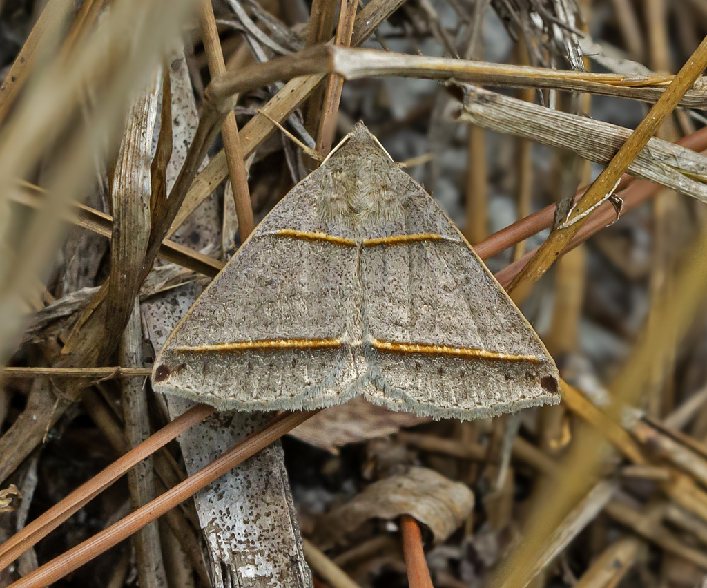 Black-tipped Ptichodis Moth from Sweetbay Natural Area, 12560 Aviation ...