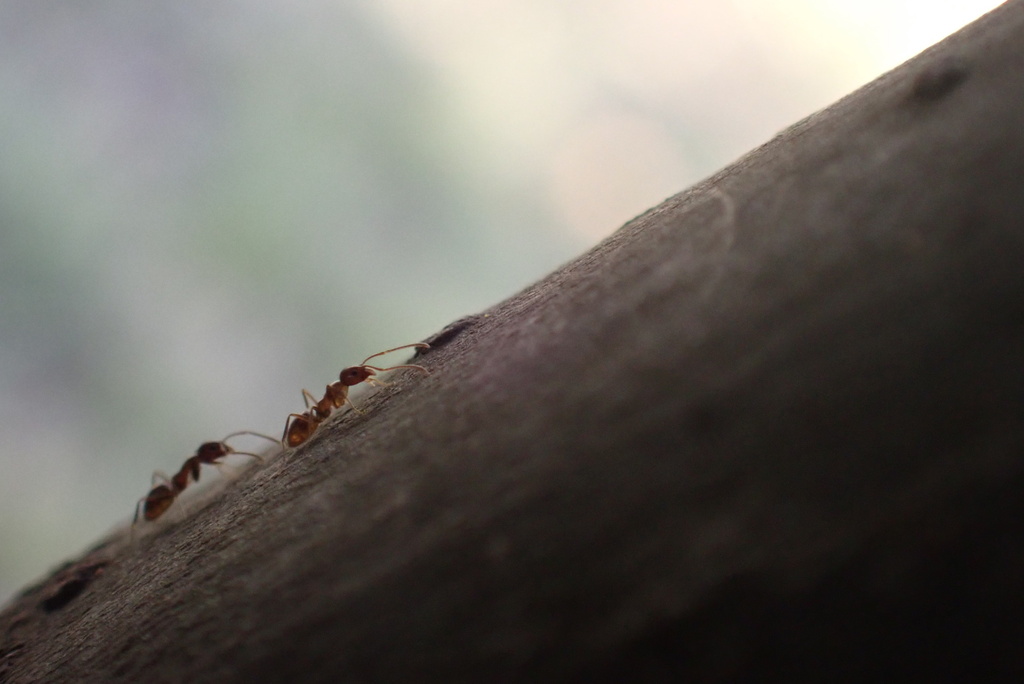 Argentine Ant from Hopkins Wilderness Park, Redondo Beach, CA, US on ...