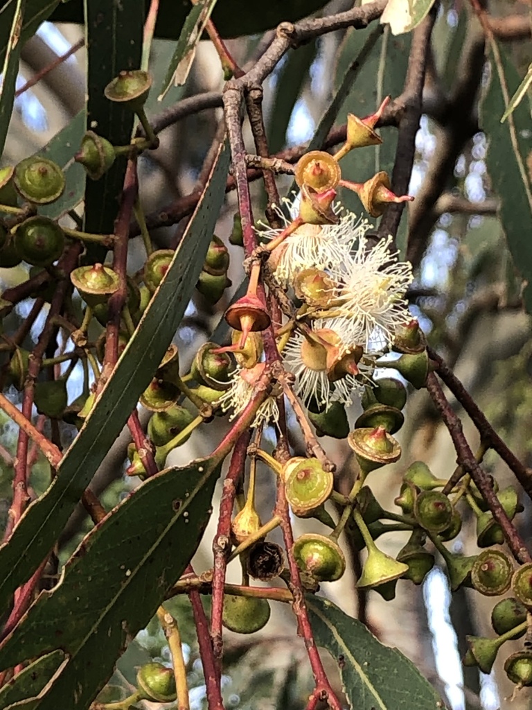 river redgum from Hopkins River, Cudgee, VIC, AU on January 4, 2024 at ...