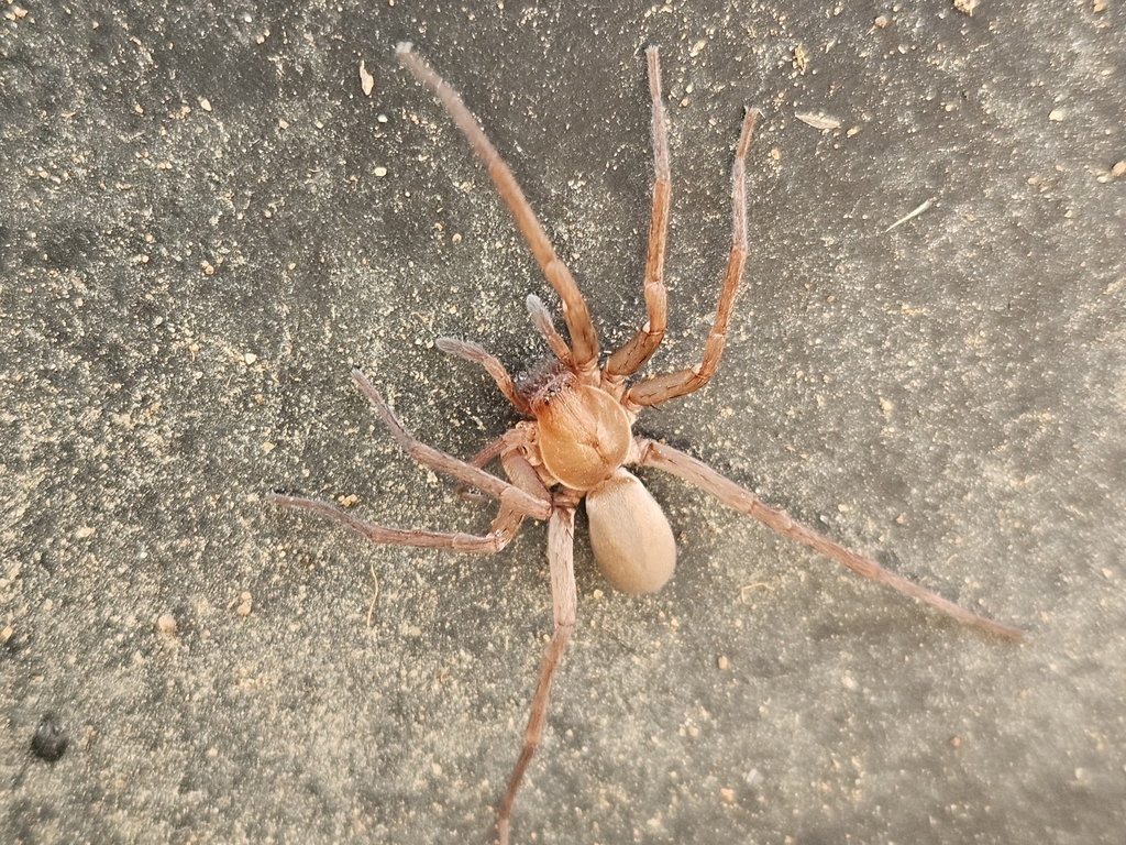 Rocky Canyon Spiders from Madera, CA 93638, USA on January 4, 2024 at ...