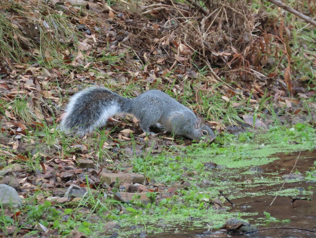 Arizona Gray Squirrel from 150 Blue Heaven Road, Patagonia, AZ 85624 ...
