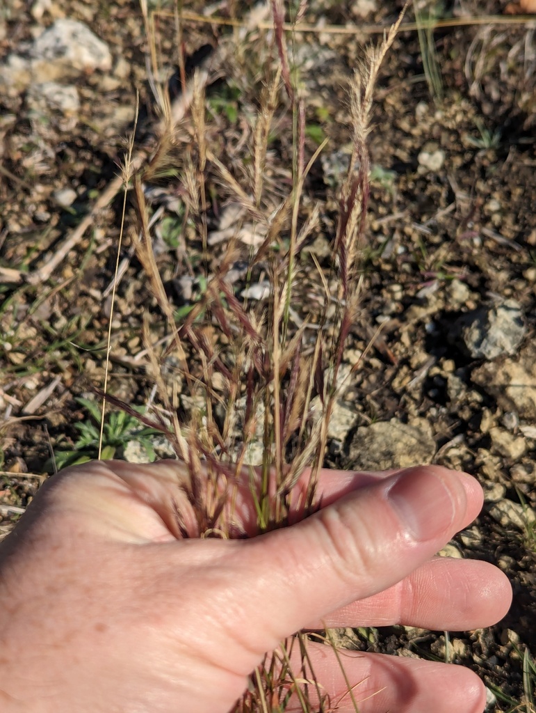 Red Grama from Bell County, TX, USA on December 25, 2023 at 02:50 PM by ...