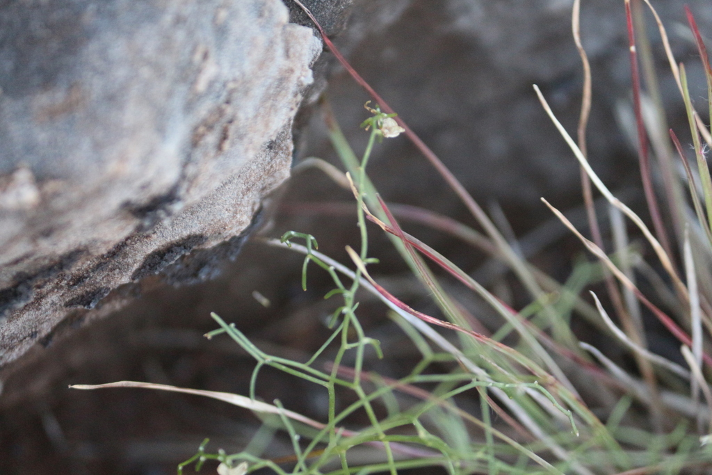 Fine African Squill from West Rand District Municipality, South Africa ...