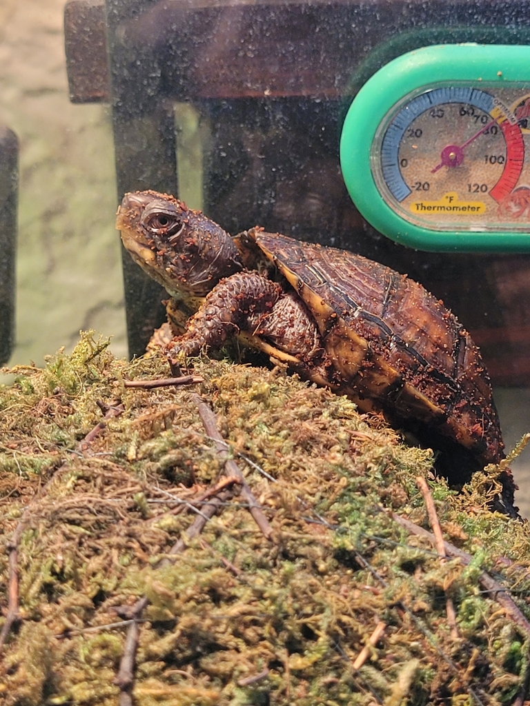 Common Box Turtle in December 2023 by Marya Pittaway · iNaturalist