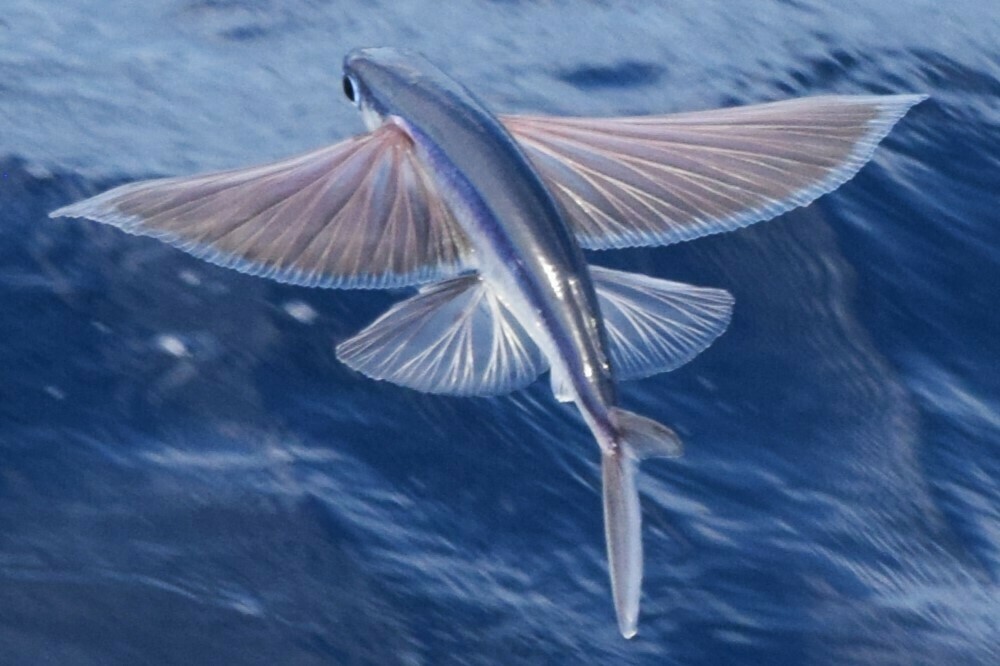 Flyingfishes on January 4, 2024 at 02:30 PM by dougiewainwright ...