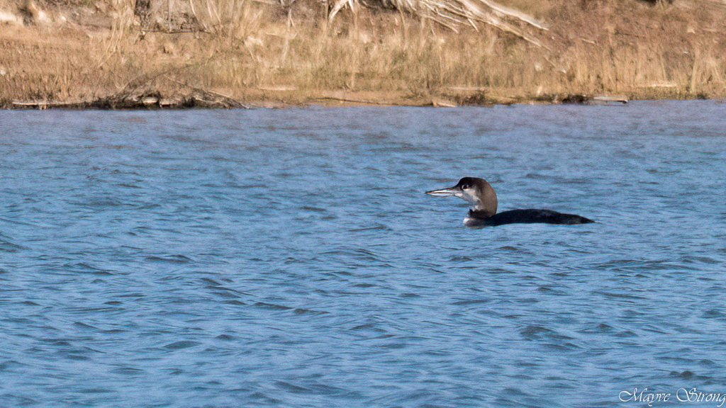 Common Loon from 100 P W 4137, Pilot Point, TX 76258, USA on January 4 ...