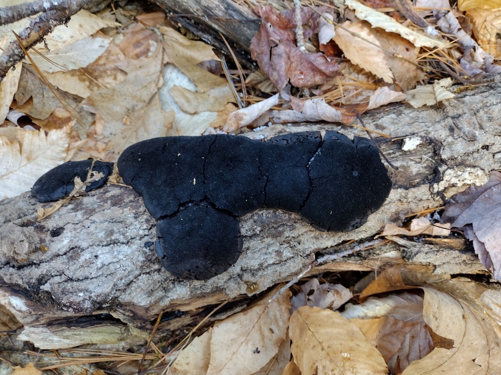 Tapioca Slime Mold from Hopkinton, NH 03229, USA on January 4, 2024 at ...