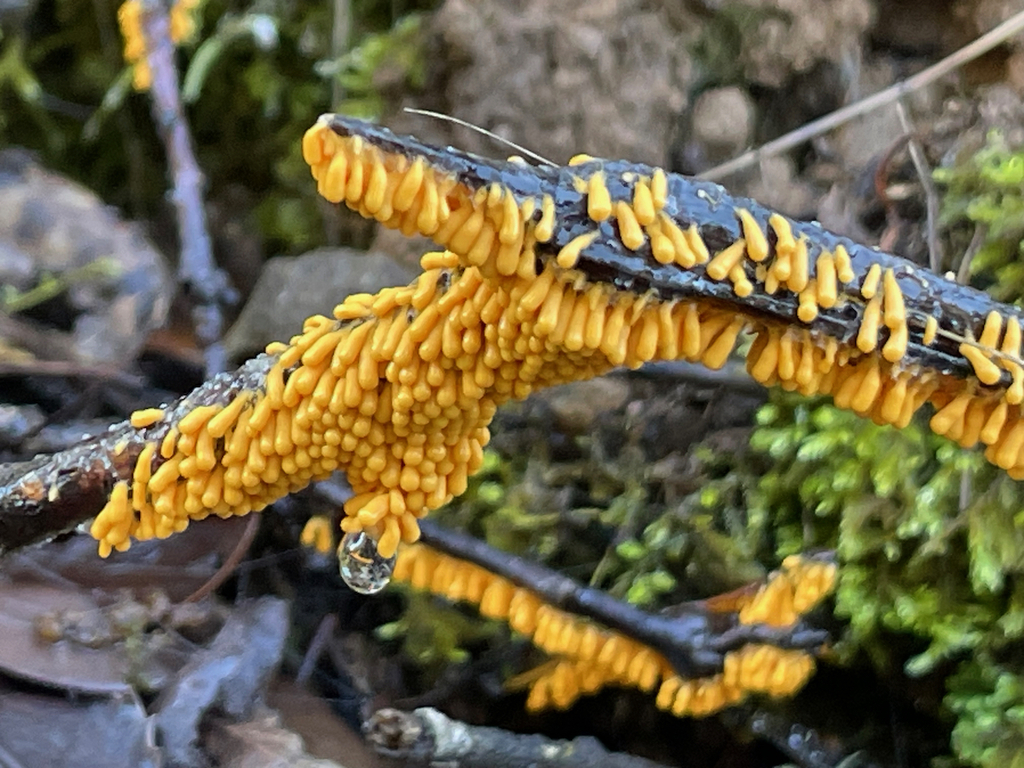 insect-egg slime from Mt. Madonna County Park, Santa Clara County, CA ...