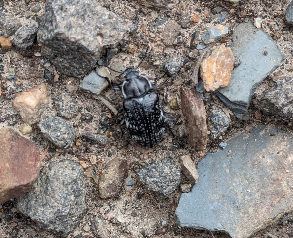 Lepispilus sulcicollis from Staughton Vale VIC 3340, Australia on ...