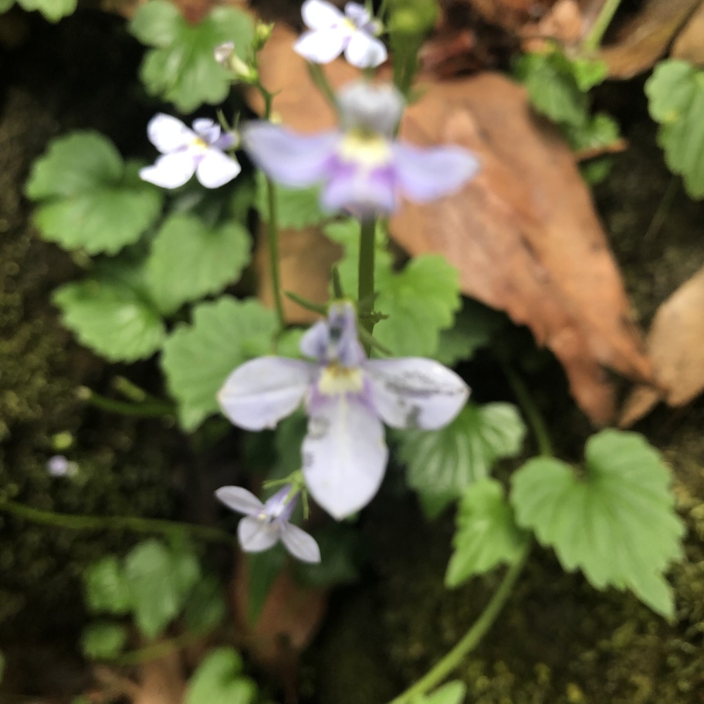 forest lobelia from Washpool National Park, Gibraltar Range, NSW, AU on ...