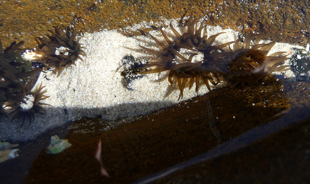 Green snakelock anemone from Southport TAS 7109, Australia on December ...
