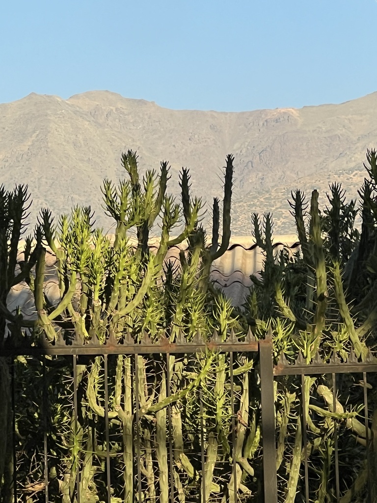Eve's Needle Cactus from Ongolmo, La Florida, Santiago Metropolitan ...