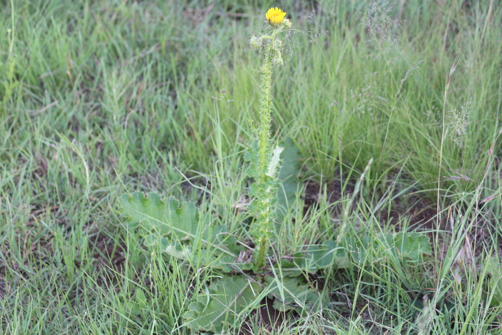 Pretty African Thistle from West Rand District Municipality, South ...