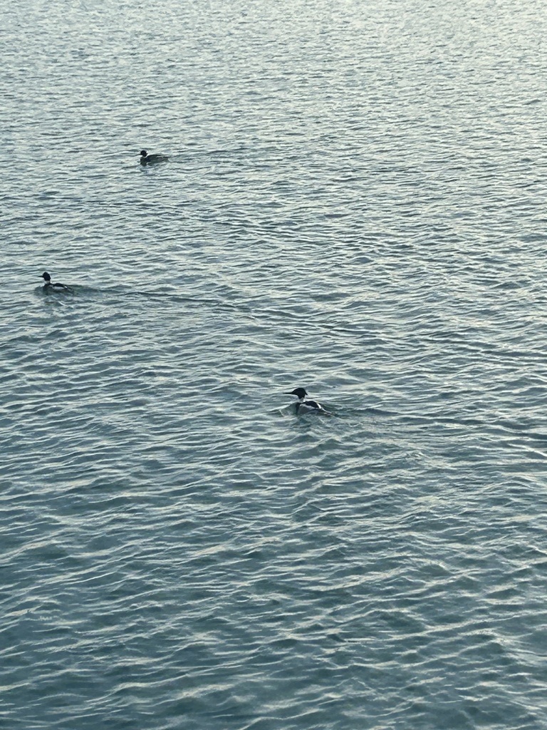 Red-breasted Merganser from Navy Pier, Chicago, IL, US on January 4 ...