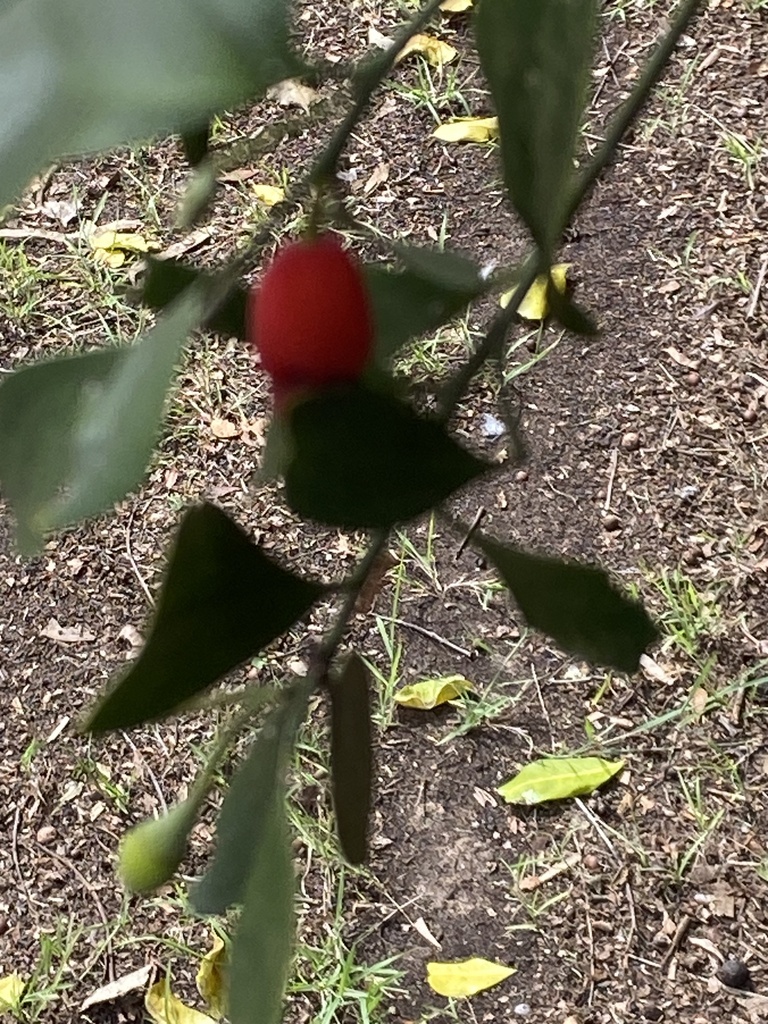 Broad Leaved Native Cherry from Palmwood Dr, Dundowran Beach, QLD, AU ...