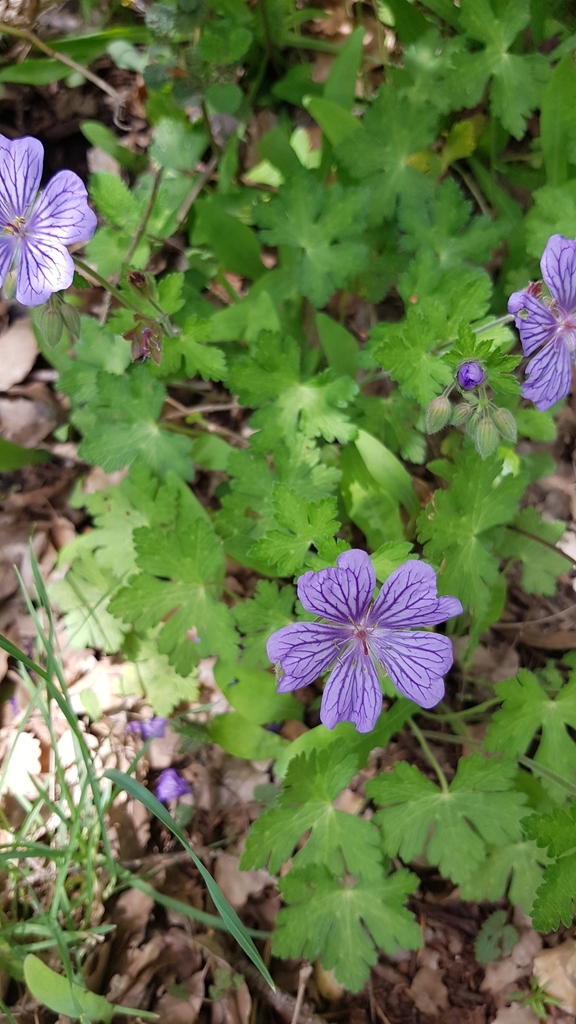 Geranium libani (Plantes indigènes et endémiques du Liban) · iNaturalist