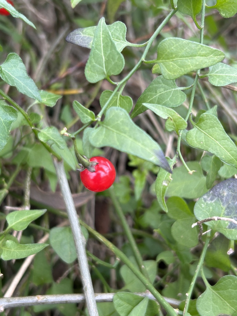 Texas nightshade from Danwood Dr, Austin, TX, US on January 4, 2024 at ...
