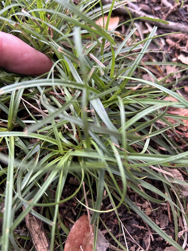 cedar sedge from Township Cove, Austin, TX, US on January 4, 2024 at 03 ...
