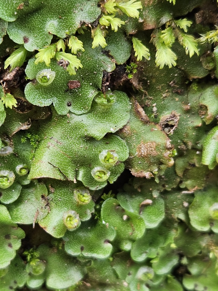 Marchantia paleacea from 9675 Furnas, Portugal on January 4, 2024 at 02 ...