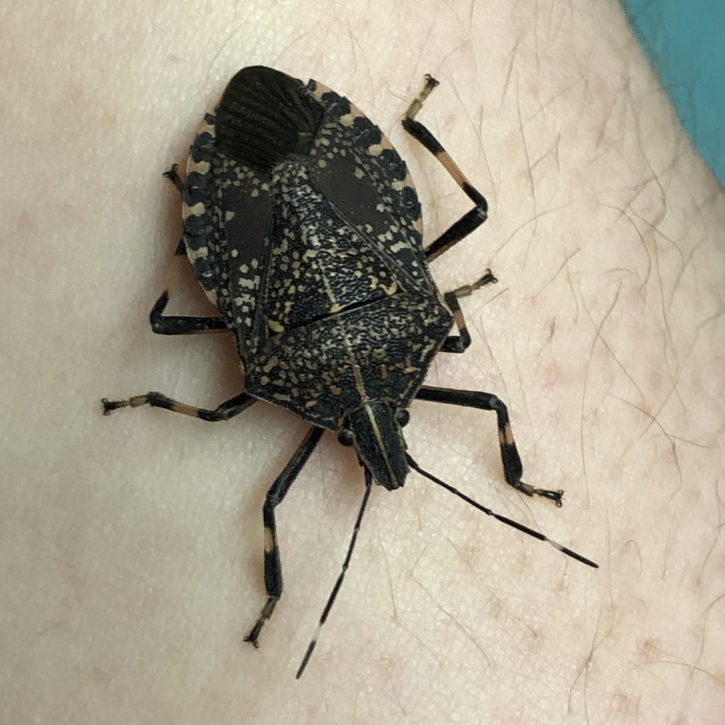 Yellow-spotted Stink Bug from Carlinville on January 4, 2024 at 04:13 ...