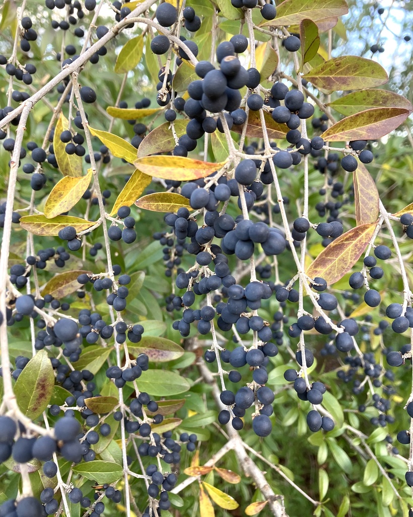 Quihoui privet from Rockwood Park Dr, Fort Worth, TX, US on January 4 ...
