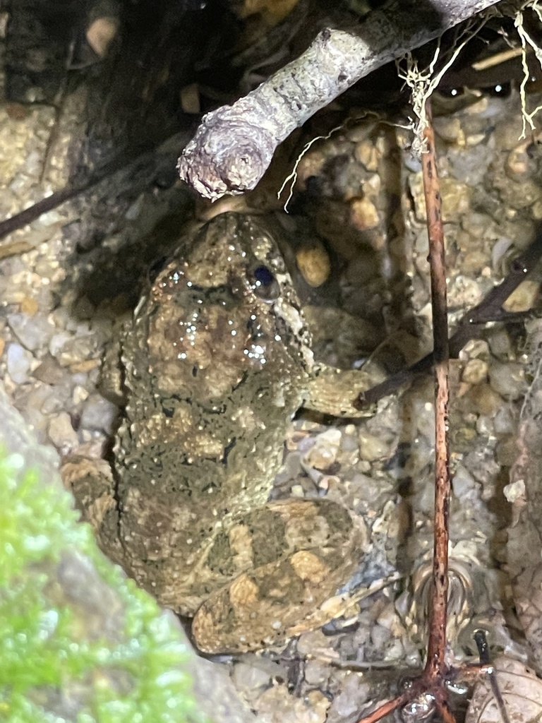 Fragile wart frog in January 2024 by Larry Chen · iNaturalist