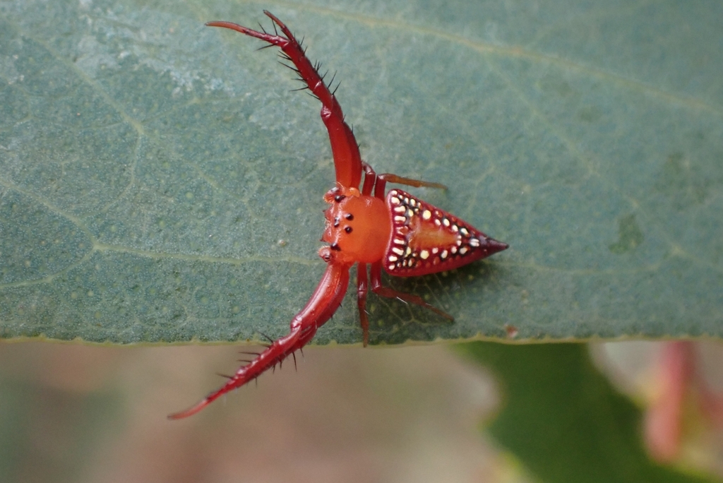 Walckenaer's Studded Triangular Spider from Mount Macedon VIC 3441 ...