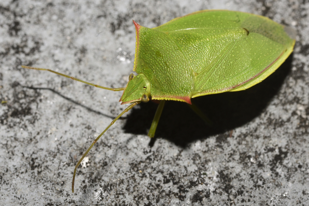 Spined green stink bug from Bradenton, FL, USA on December 31, 2013 at ...