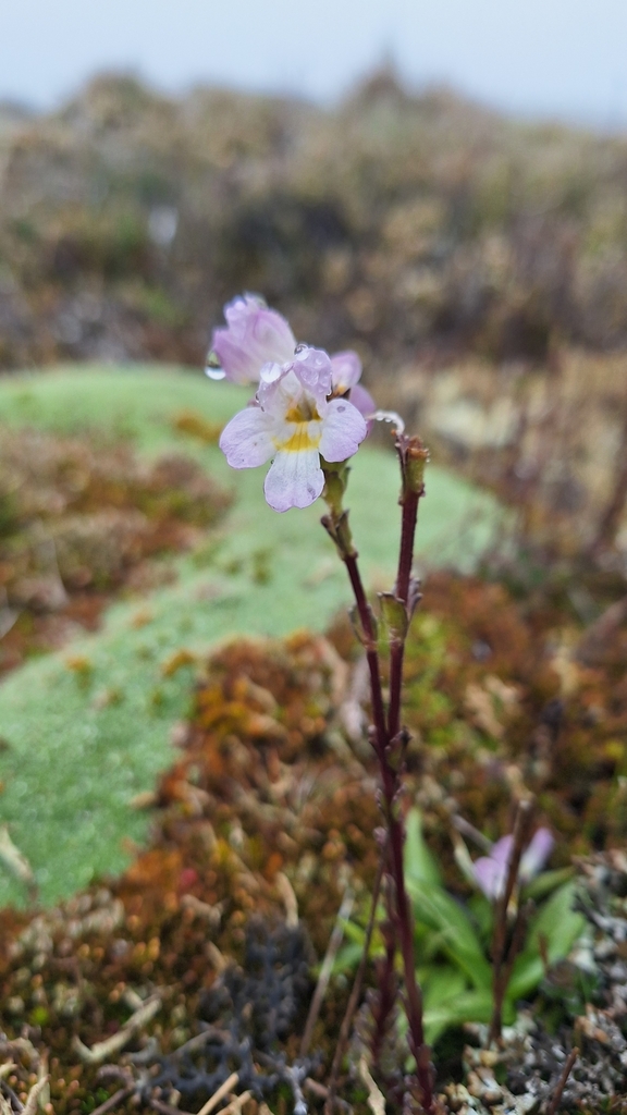 purple eyebright from Ben Lomond TAS 7212, Australia on January 4, 2024 ...