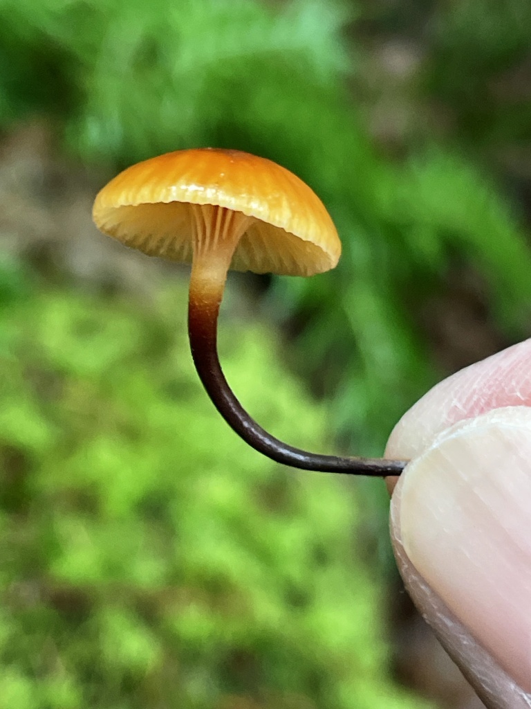 Xeromphalina from Bridle Trails State Park, Kirkland, WA, US on January ...