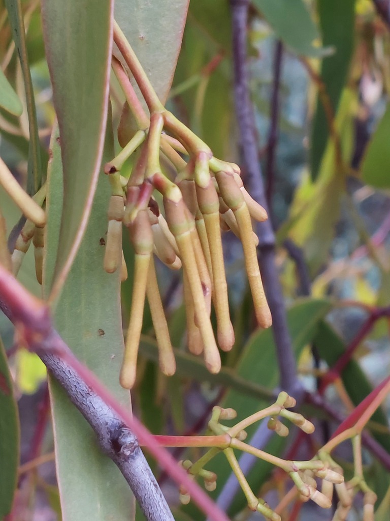 Box Mistletoe from Adelaide SA, Australia on December 18, 2023 at 11:10 ...