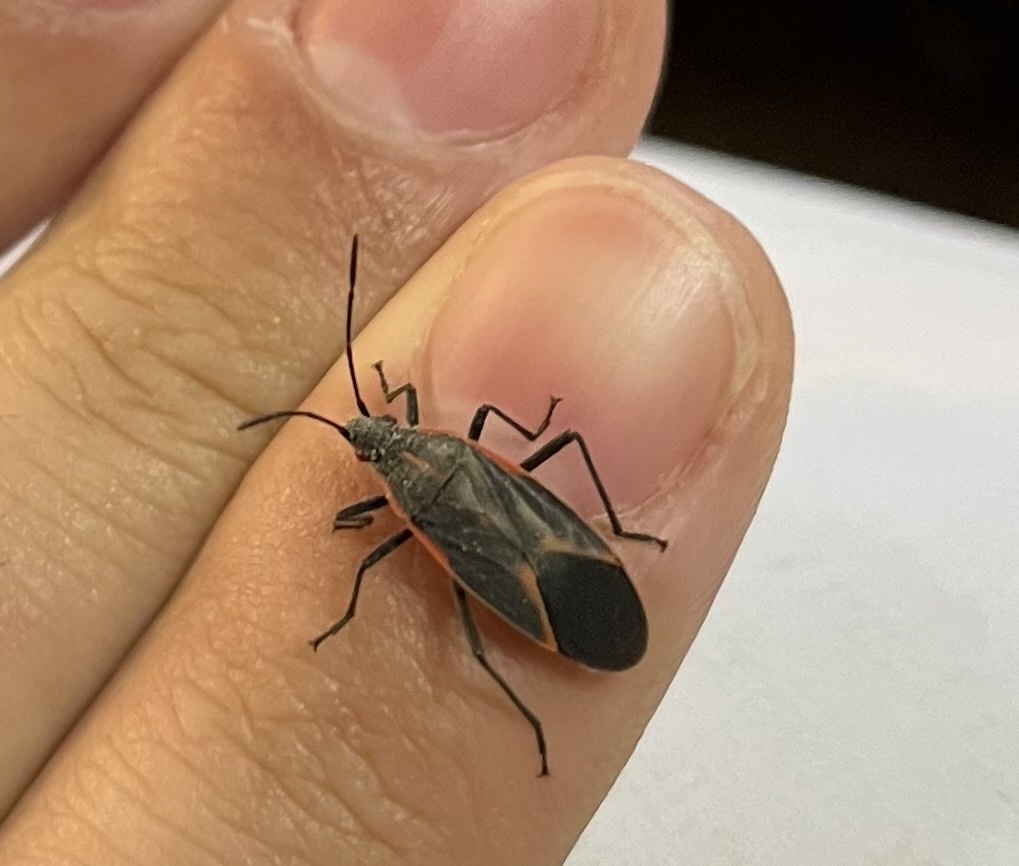 Eastern Boxelder Bug from Washington Bottom Rd, Springfield, WV, US on ...