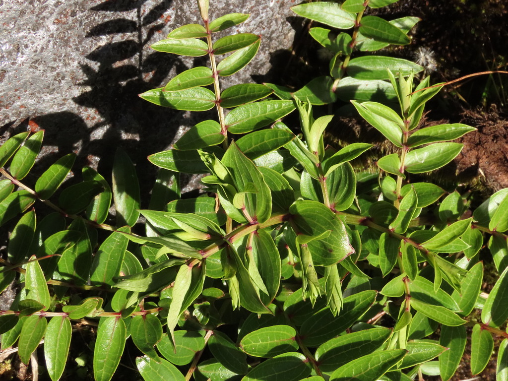 Tree Tutu from Stratford District, Taranaki, New Zealand on November 22 ...