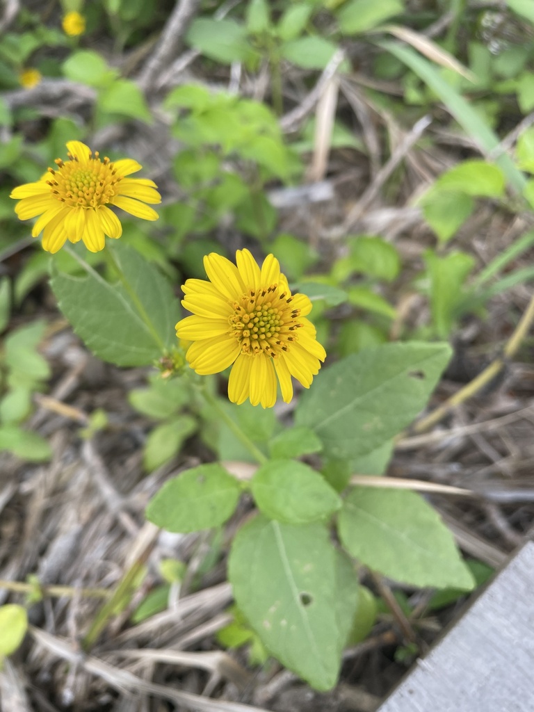 beach sunflower from Red Rock Rd, Red Rock, NSW, AU on January 5, 2024 ...