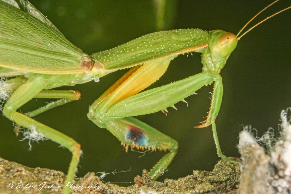 New Zealand Mantis from 141 State Highway 1, Waitahanui 3378, New ...