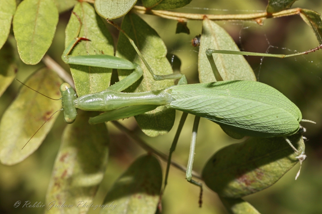 South African Mantis from 141 State Highway 1, Waitahanui 3378, New ...