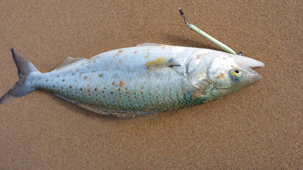 Eastern Australian Salmon from Merimbula NSW 2548, Australia on ...