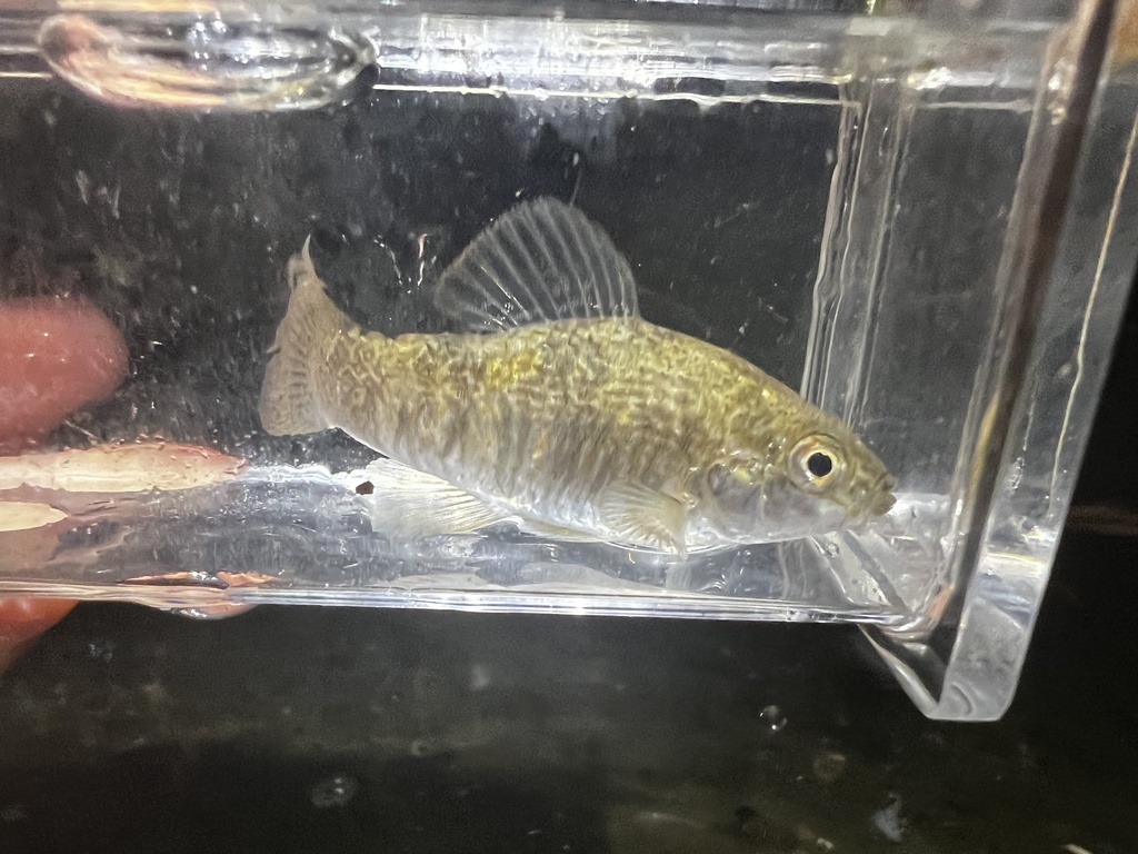 Goldspotted Killifish from Maximo Park, Saint Petersburg, FL, US on ...