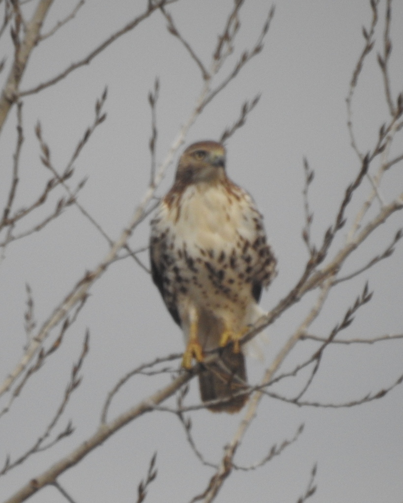 Red-tailed Hawk from Talbot County, MD, USA on January 4, 2024 at 03:19 ...